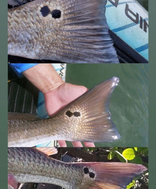 How to Catch Redfish: A Complete Guide - Wish Upon A Fish